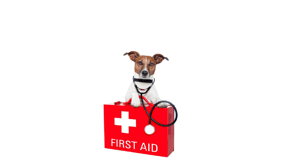 First Aid for Dogs – JAAGRUTI®