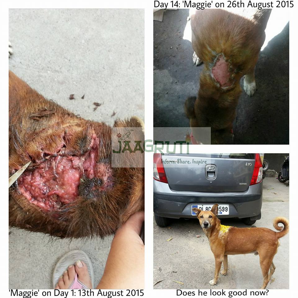 It’s raining maggot cases this rainy season, this post is about ‘Maggie ...