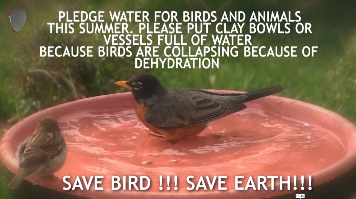 What to do if you find a Dehydrated Bird? – JAAGRUTI®